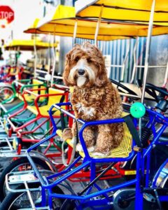 Wheel Fun Bike Rentals - Coronado Visitor Center