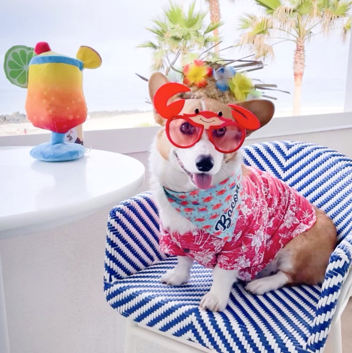 Dogs at The Del - Coronado Visitor Center