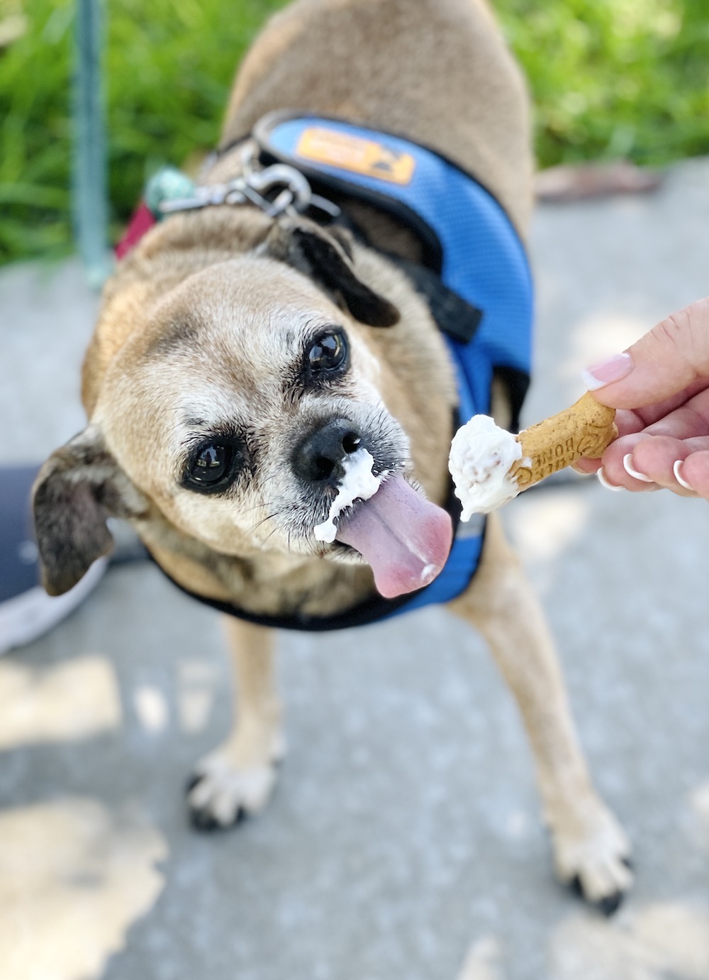 Dog-Lovers Guide to Coronado - Coronado Visitor Center