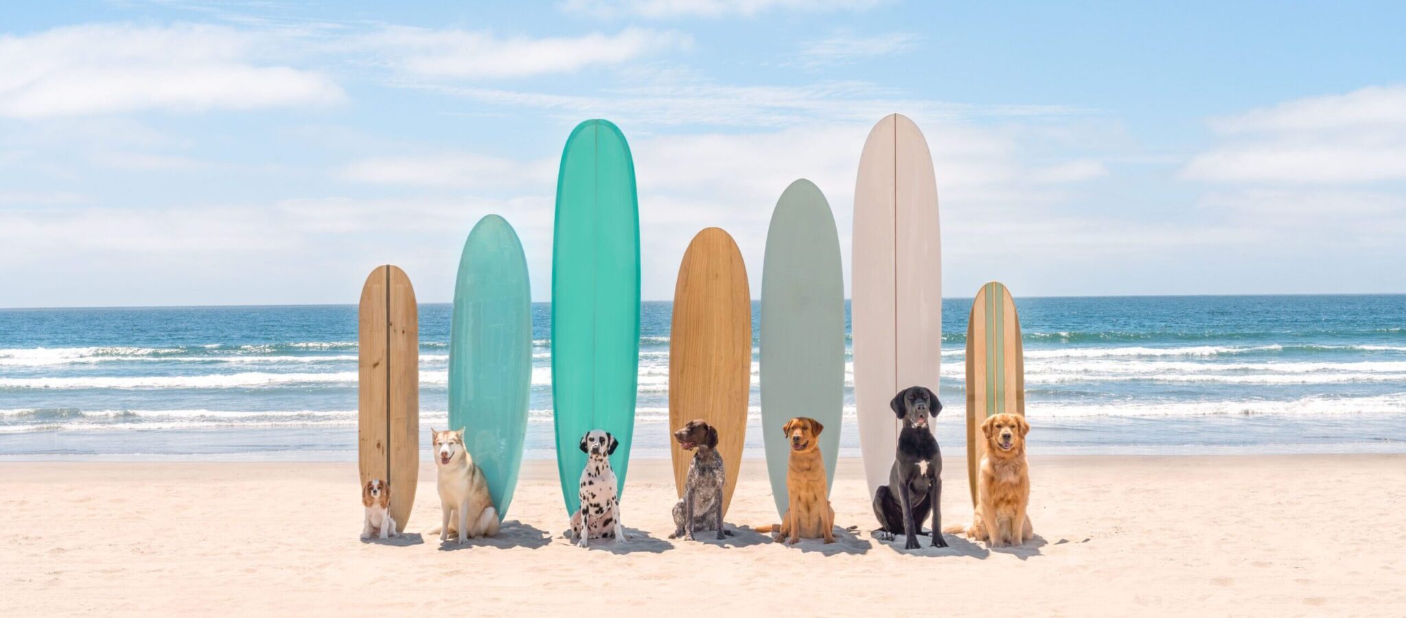 Gray Malin’s Dogs at the Del - Coronado Visitor Center